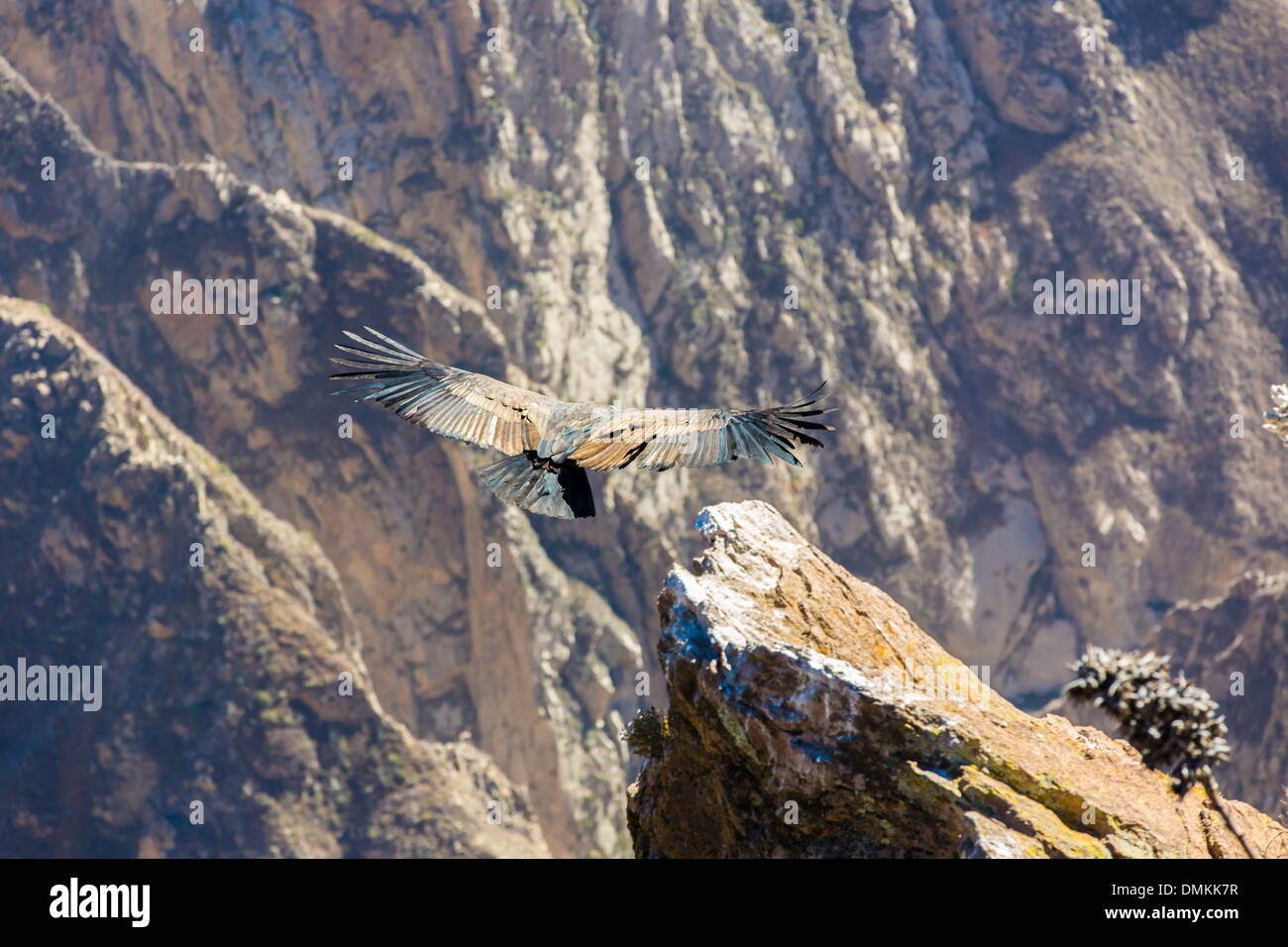 Flying condor over Colca canyon,Peru,South America. This is a condor ...