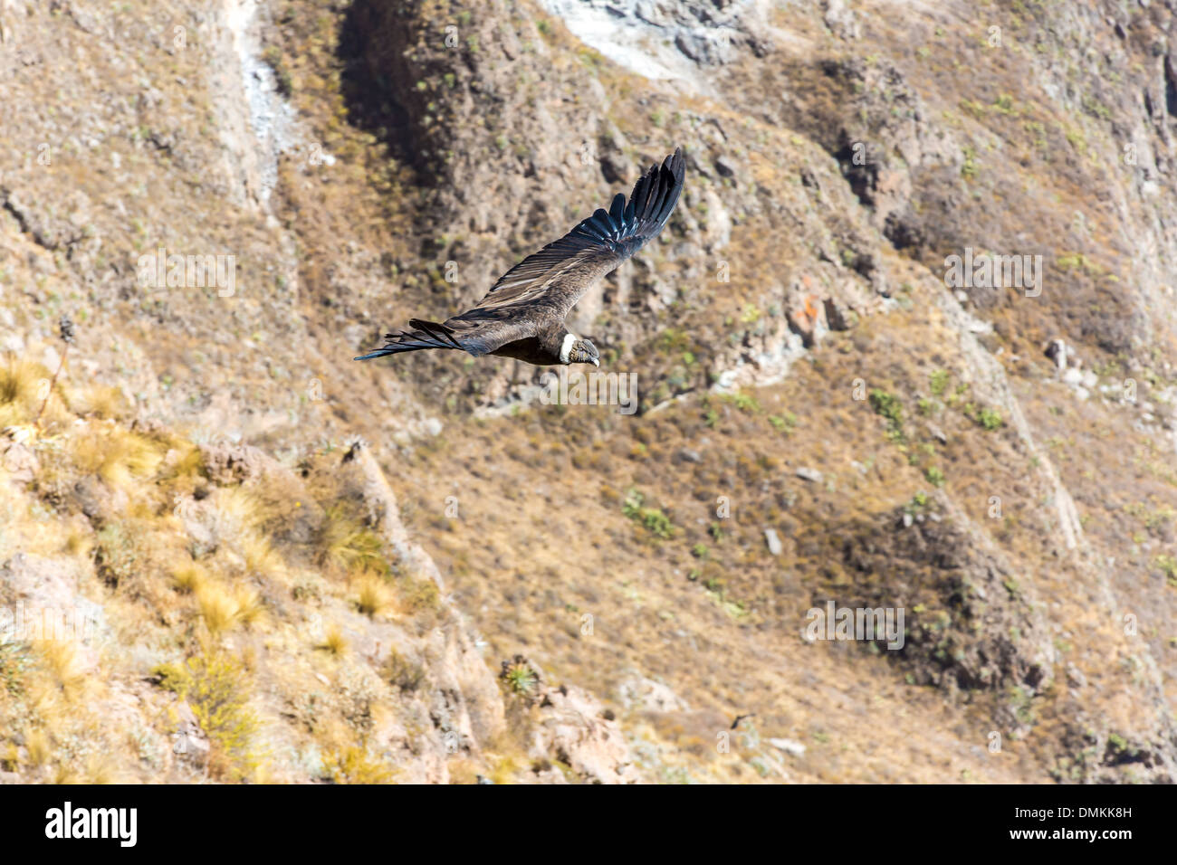 Flying condor over Colca canyon,Peru,South America. This is a condor ...