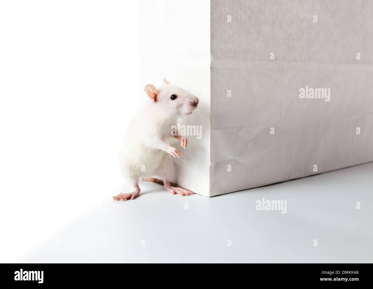 Rat animal bag hi-res stock photography and images - Alamy