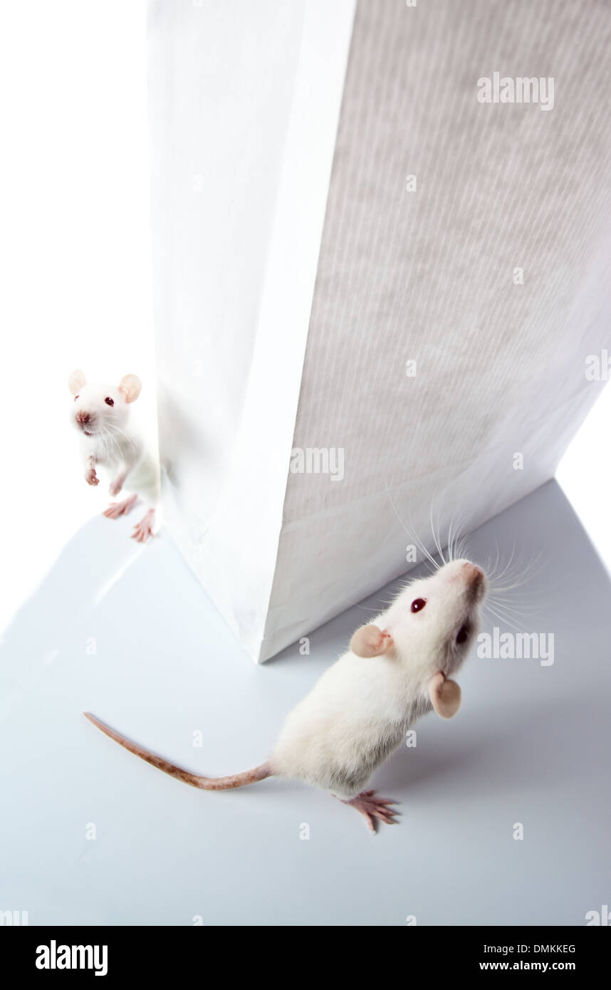 Bag of rats hi-res stock photography and images - Alamy