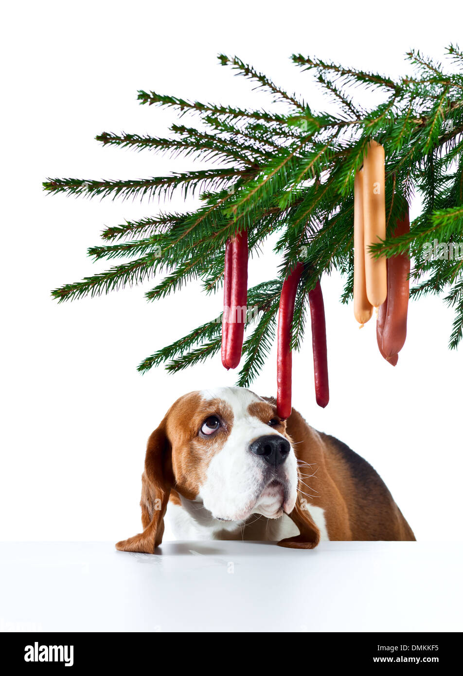 beagle and Christmas tree ,isolated on white background Stock Photo - Alamy