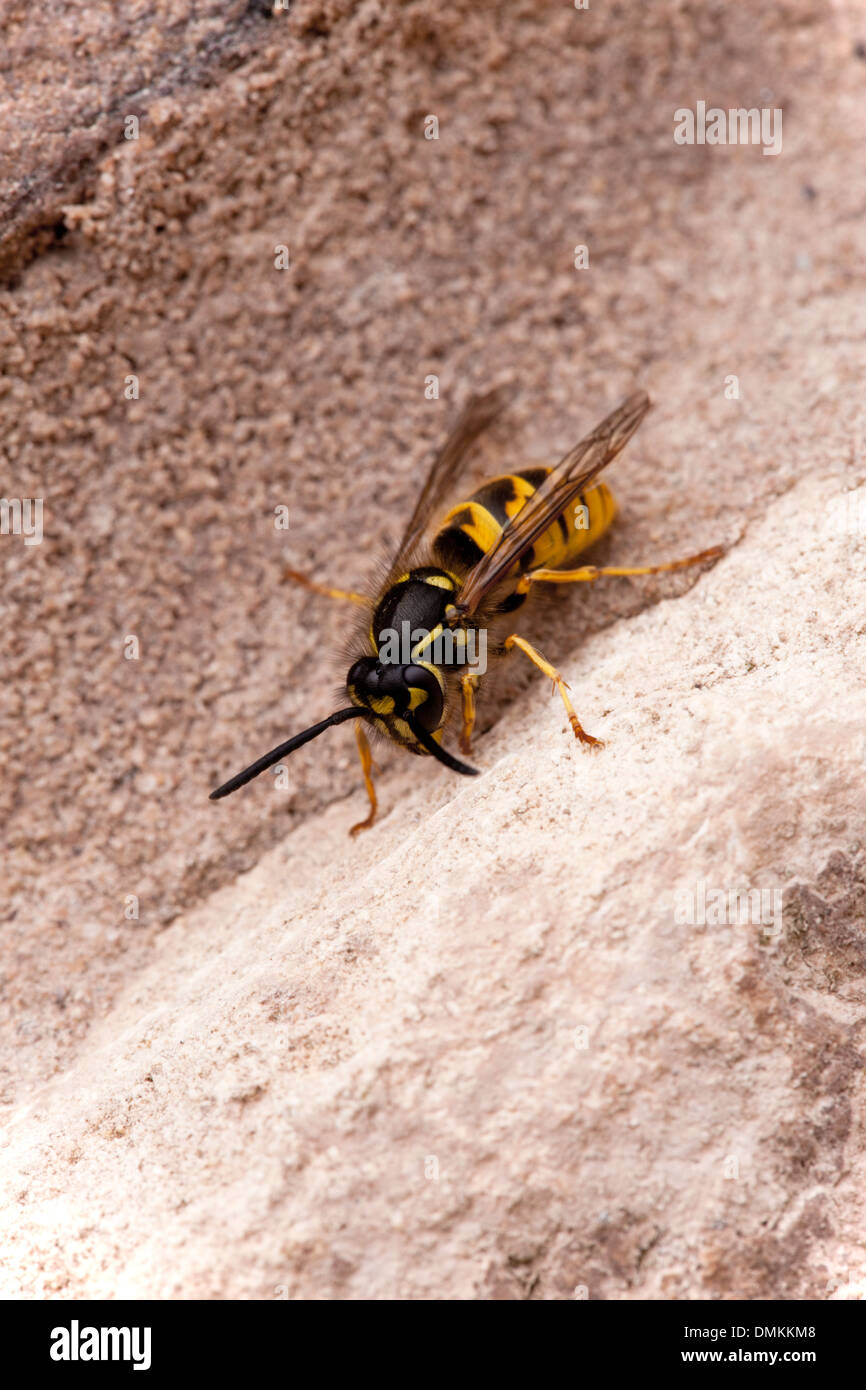 Common wasp vespula vulgaris adult hi-res stock photography and images ...