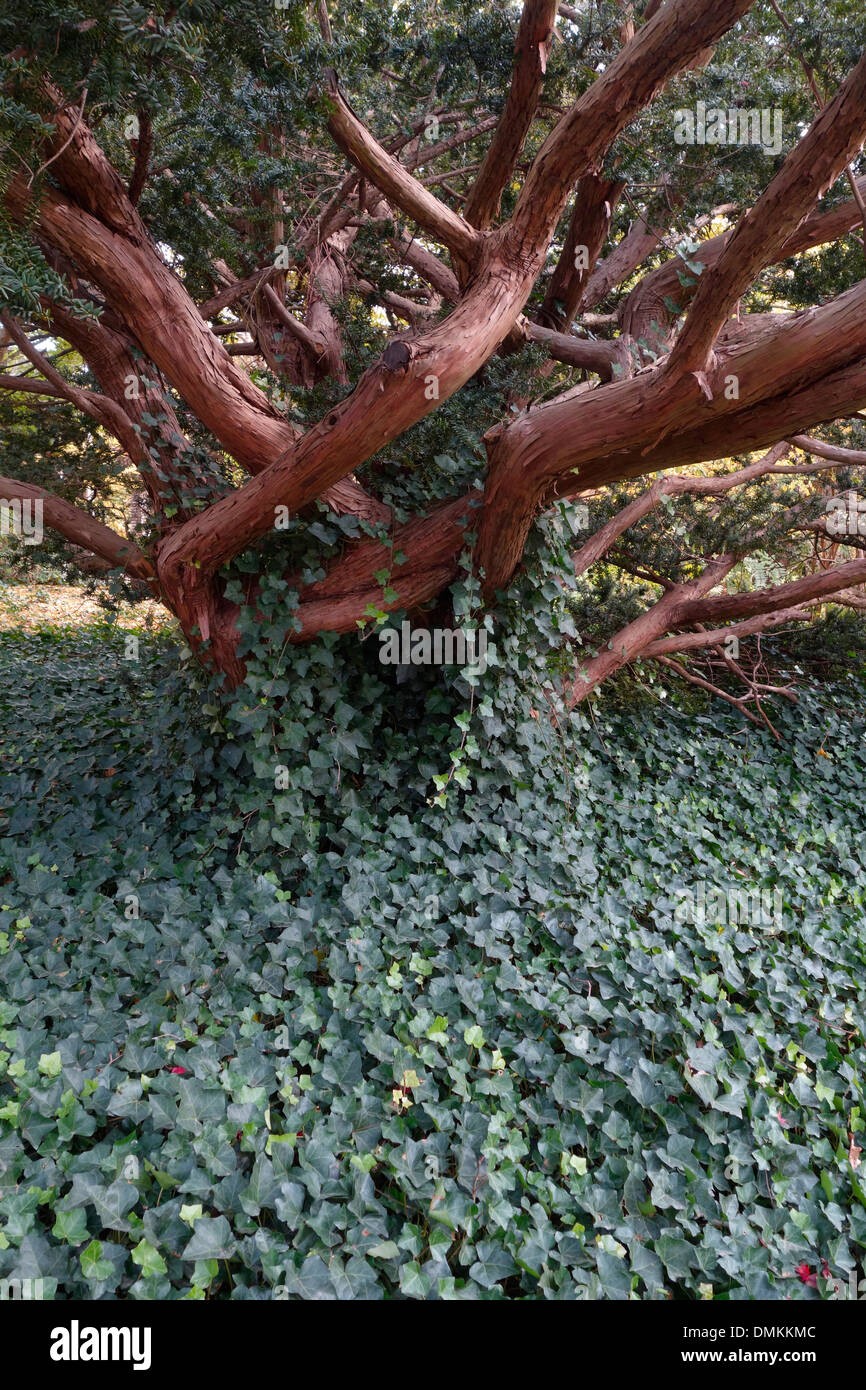 Tree entwined with ivy hi-res stock photography and images - Alamy