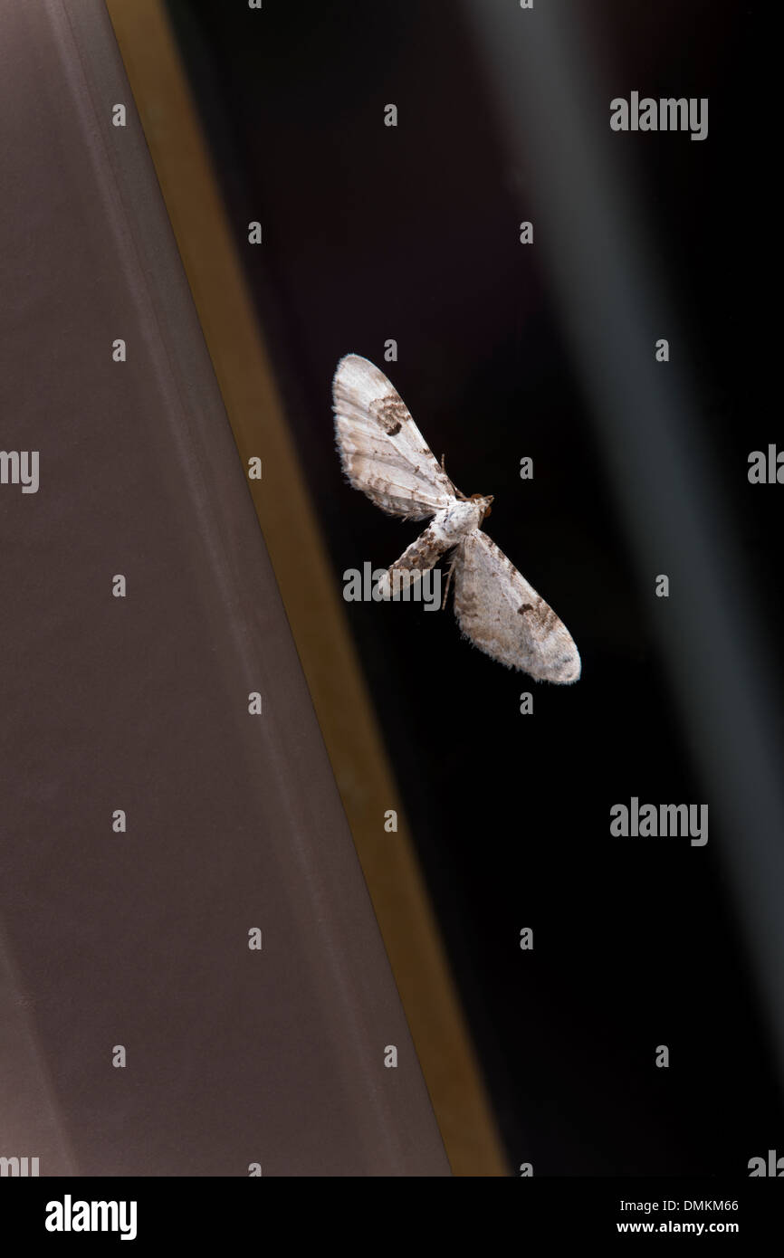 Centaurreata hi-res stock photography and images - Alamy