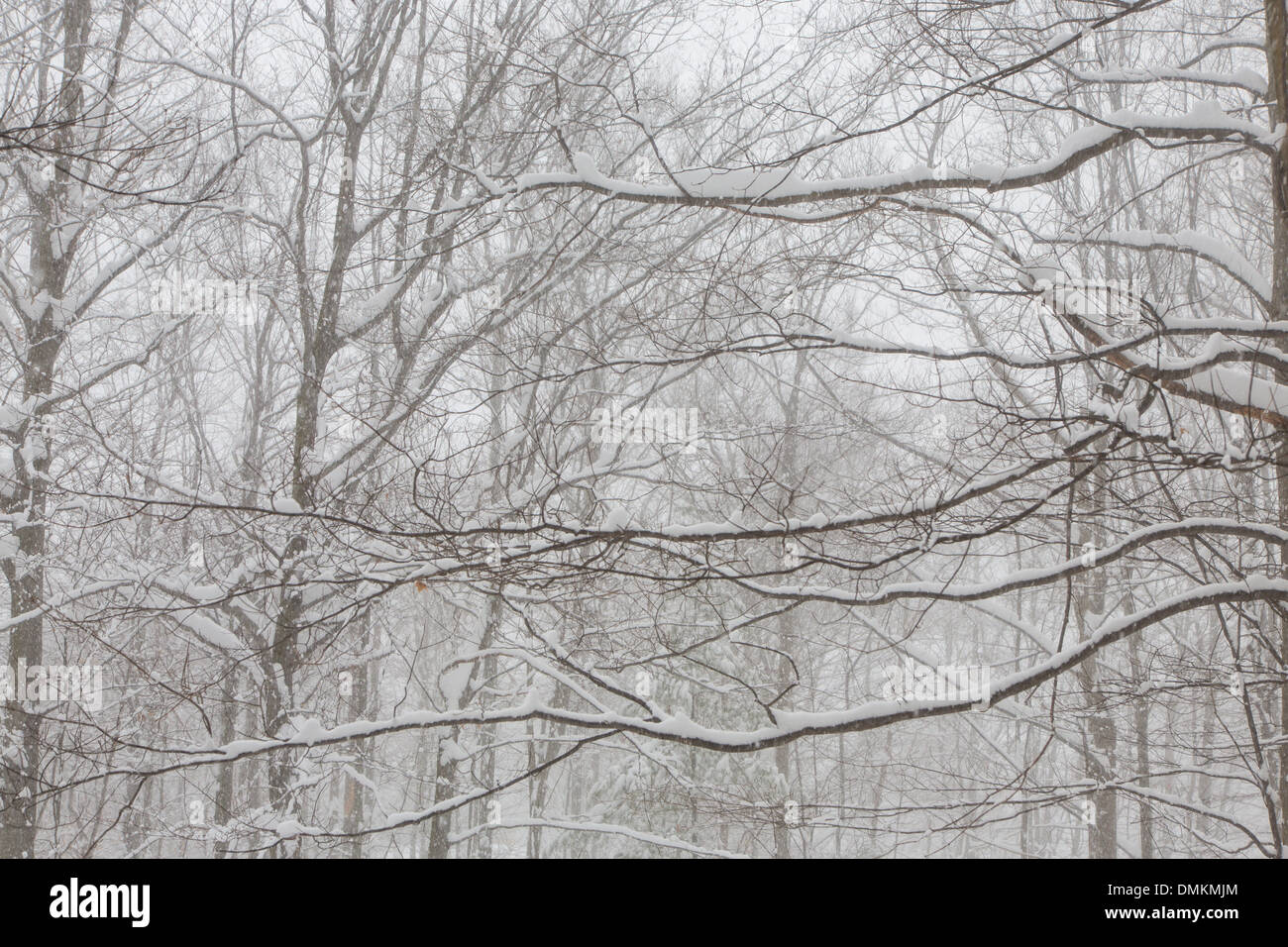 Woods in falling snow hi-res stock photography and images - Alamy