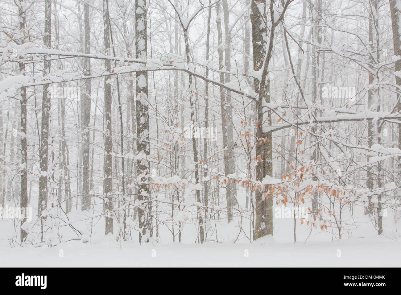 Winter snow falling in trees in Western New York State Stock Photo - Alamy