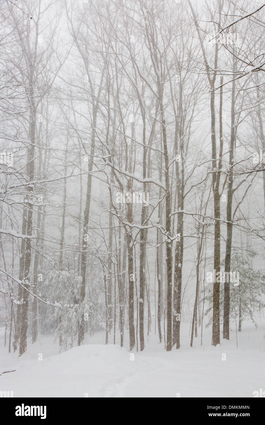 Winter snow falling in trees in Western New York State Stock Photo - Alamy
