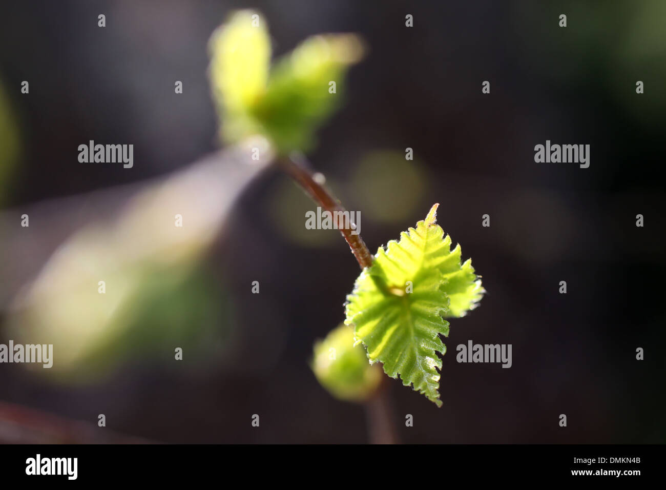 Birch tree in spring hi-res stock photography and images - Alamy