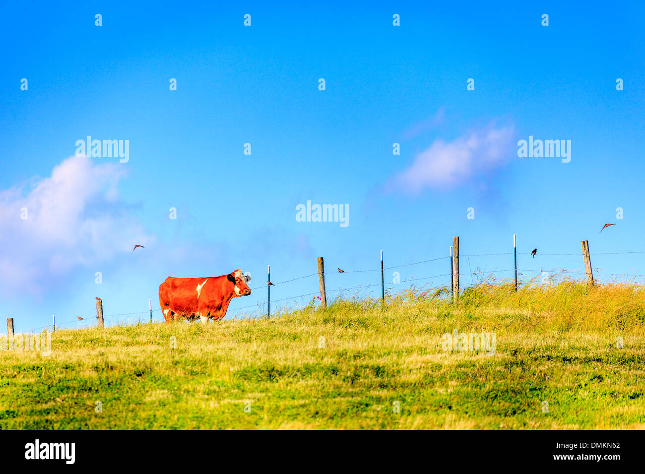 Cow on a farm Stock Photo - Alamy
