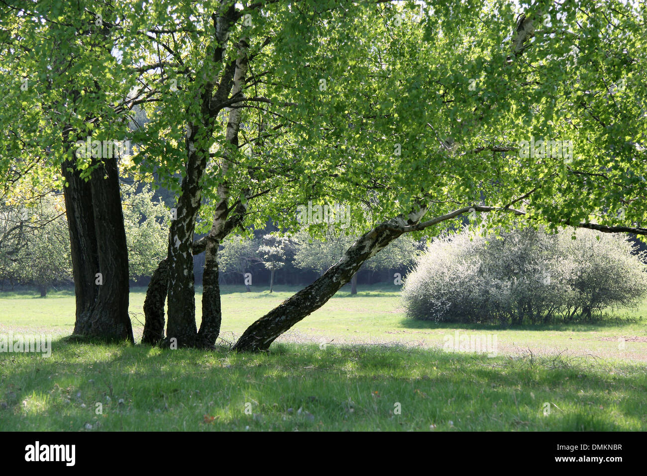 Blooming trees in forest hi-res stock photography and images - Alamy
