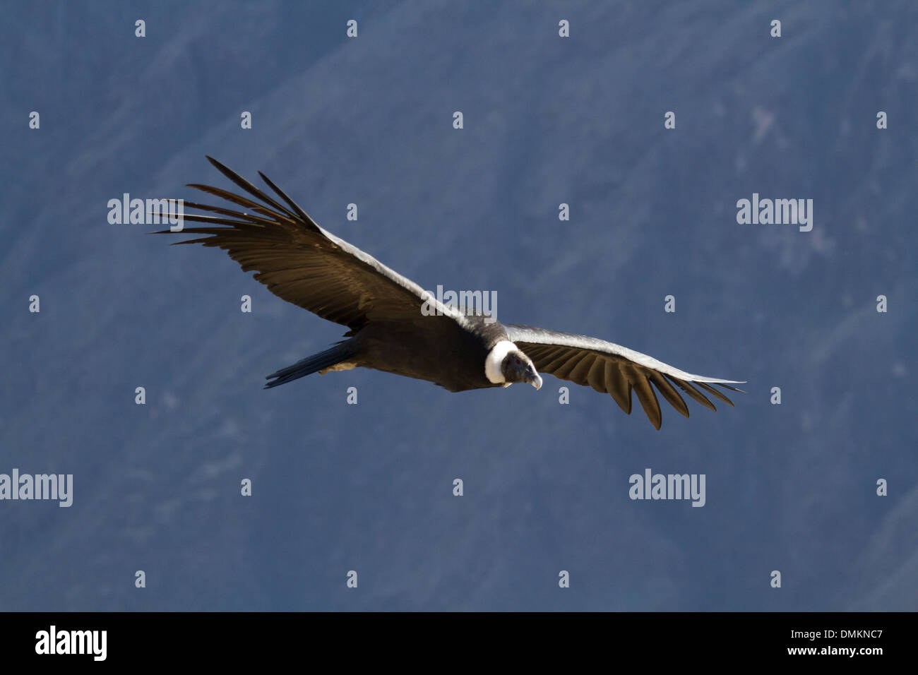 Andean condor (Vultur Gryphus Stock Photo - Alamy Andean condor (Vultur Gryphus Stock Photo - Alamy