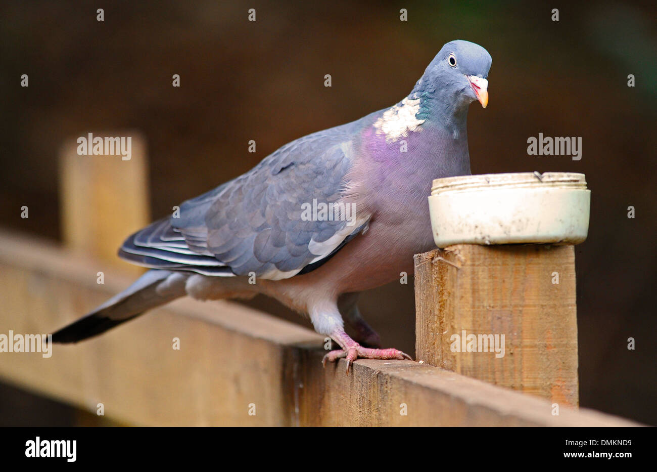 Wood pigeon picking up grain withs its beak from a plastic container ...