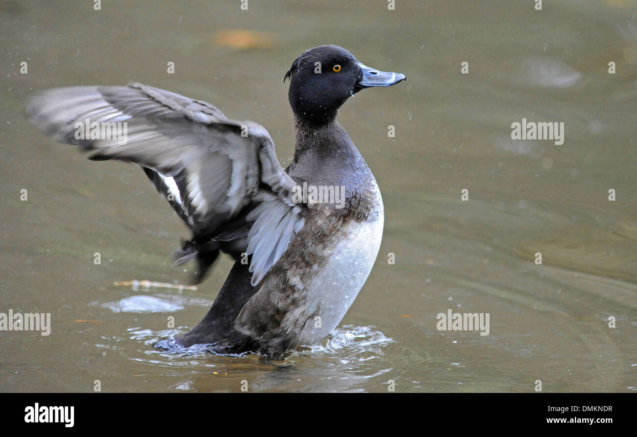 Female tufted duck hi-res stock photography and images - Alamy