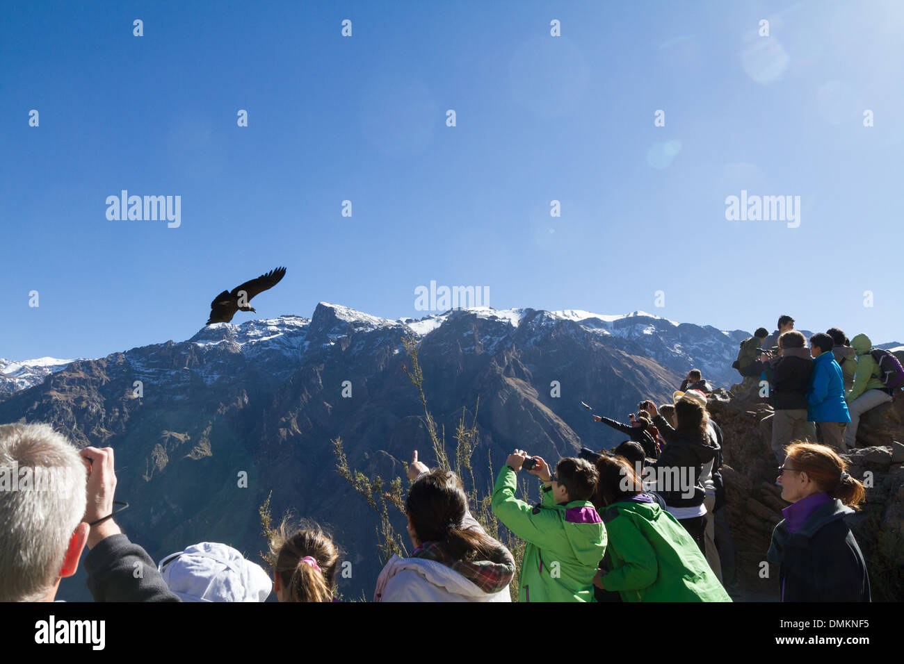 Cruz del Condor, Viewpoint at Colca Canyon, Peru Stock Photo - Alamy