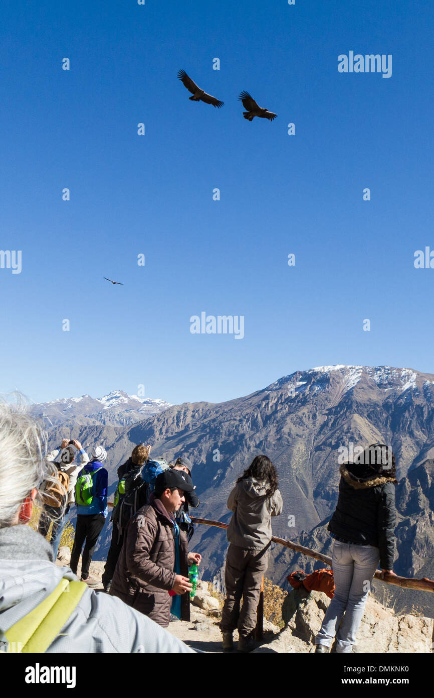 Cruz del Condor, Viewpoint at Colca Canyon, Peru Stock Photo - Alamy