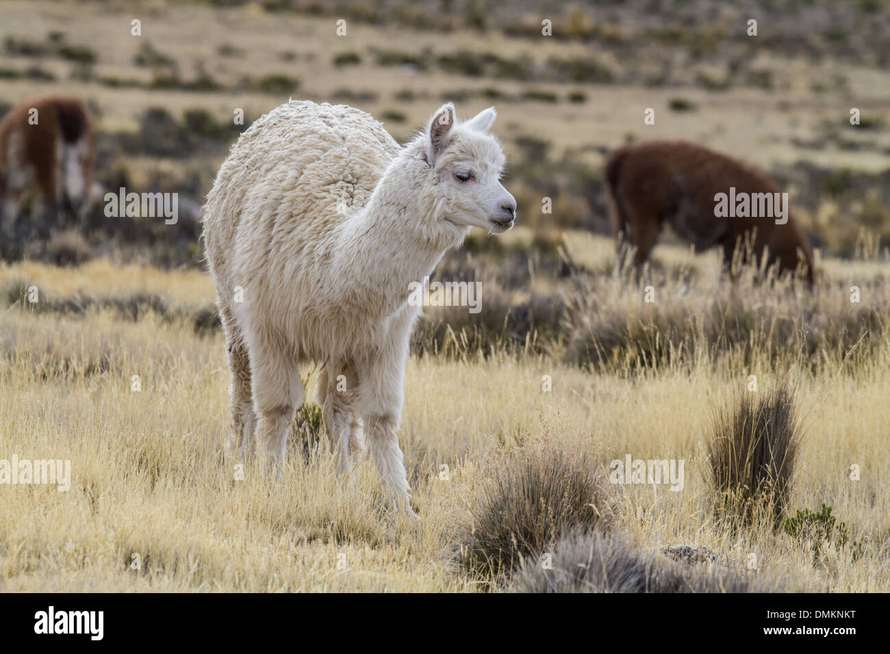 Alpaca peru hi-res stock photography and images - Alamy