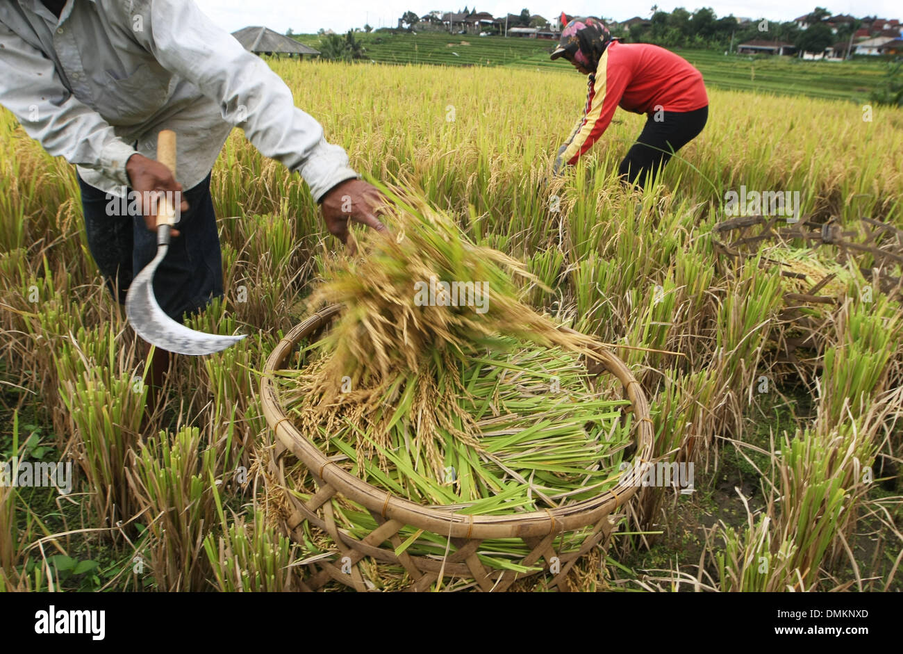 Ubud, Bali, Indonesia. 15th Dec, 2013. Subak is a traditional Balinese ...
