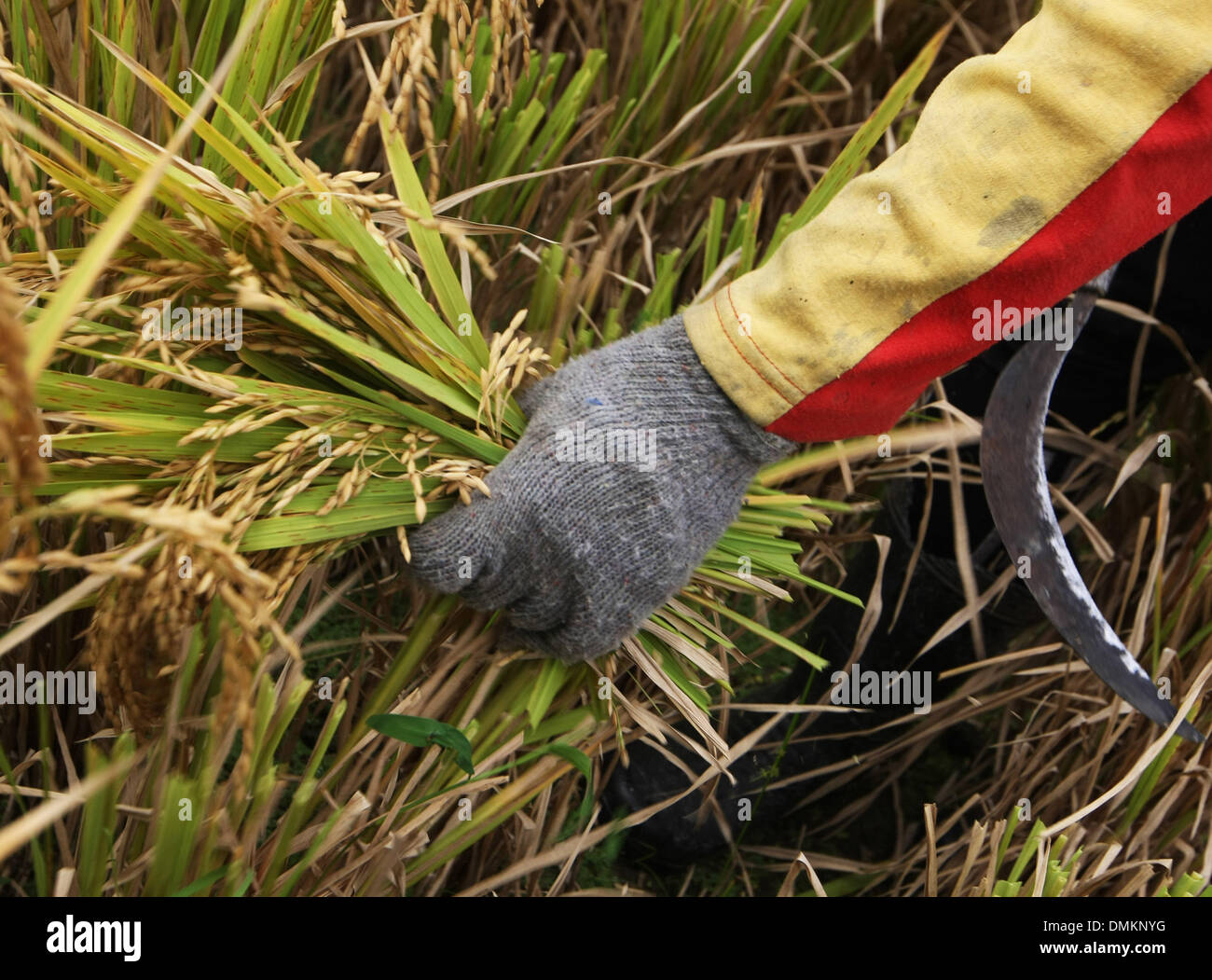 Ubud, Bali, Indonesia. 15th Dec, 2013. Subak is a traditional Balinese ...