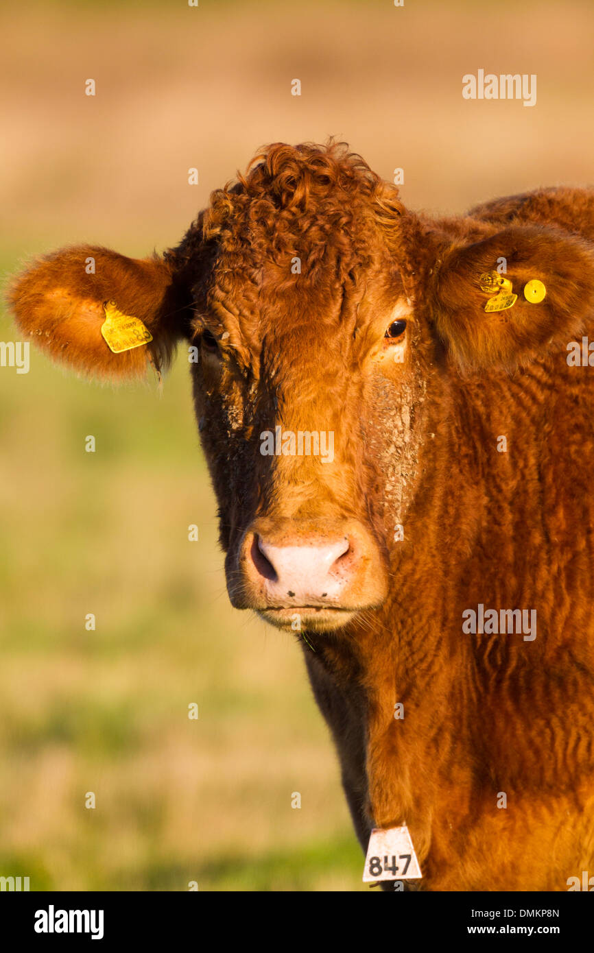 Jersey cow hi-res stock photography and images - Alamy
