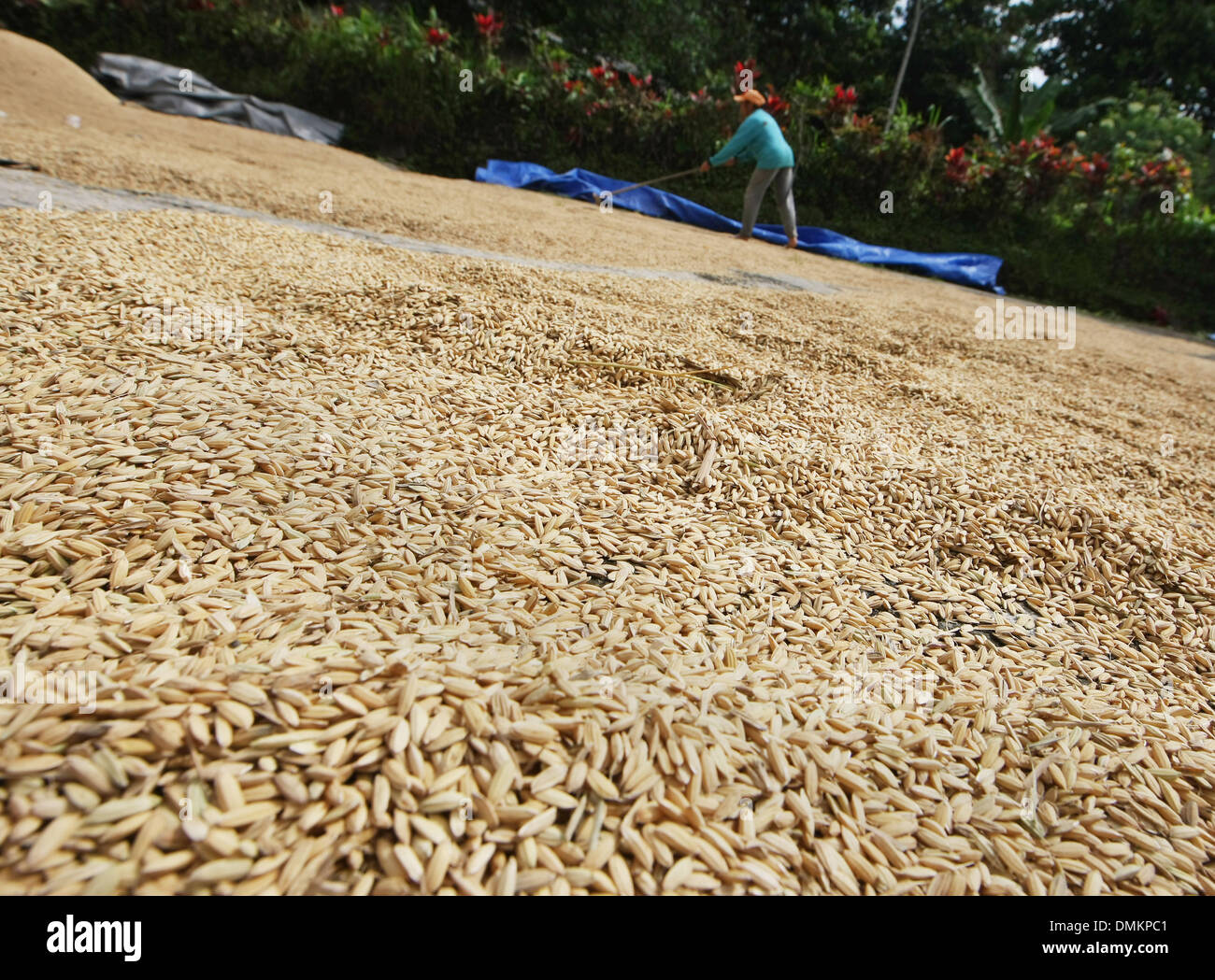 Ubud, Bali, Indonesia. 15th Dec, 2013. Subak is a traditional Balinese ...