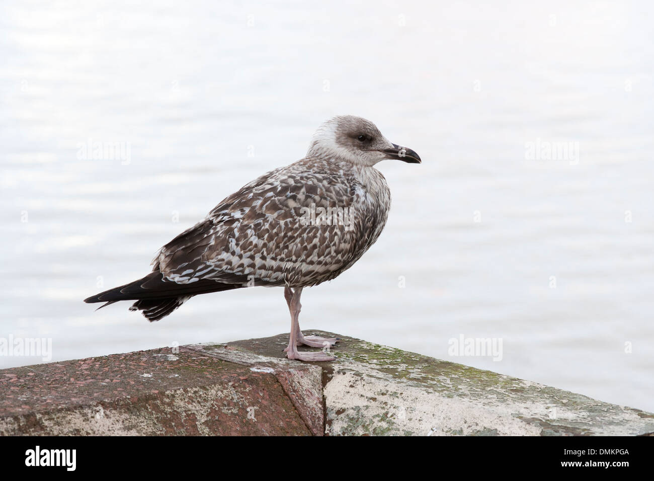 Herring Gull Larus argentatus 1st winter immature perched on a jetty ...