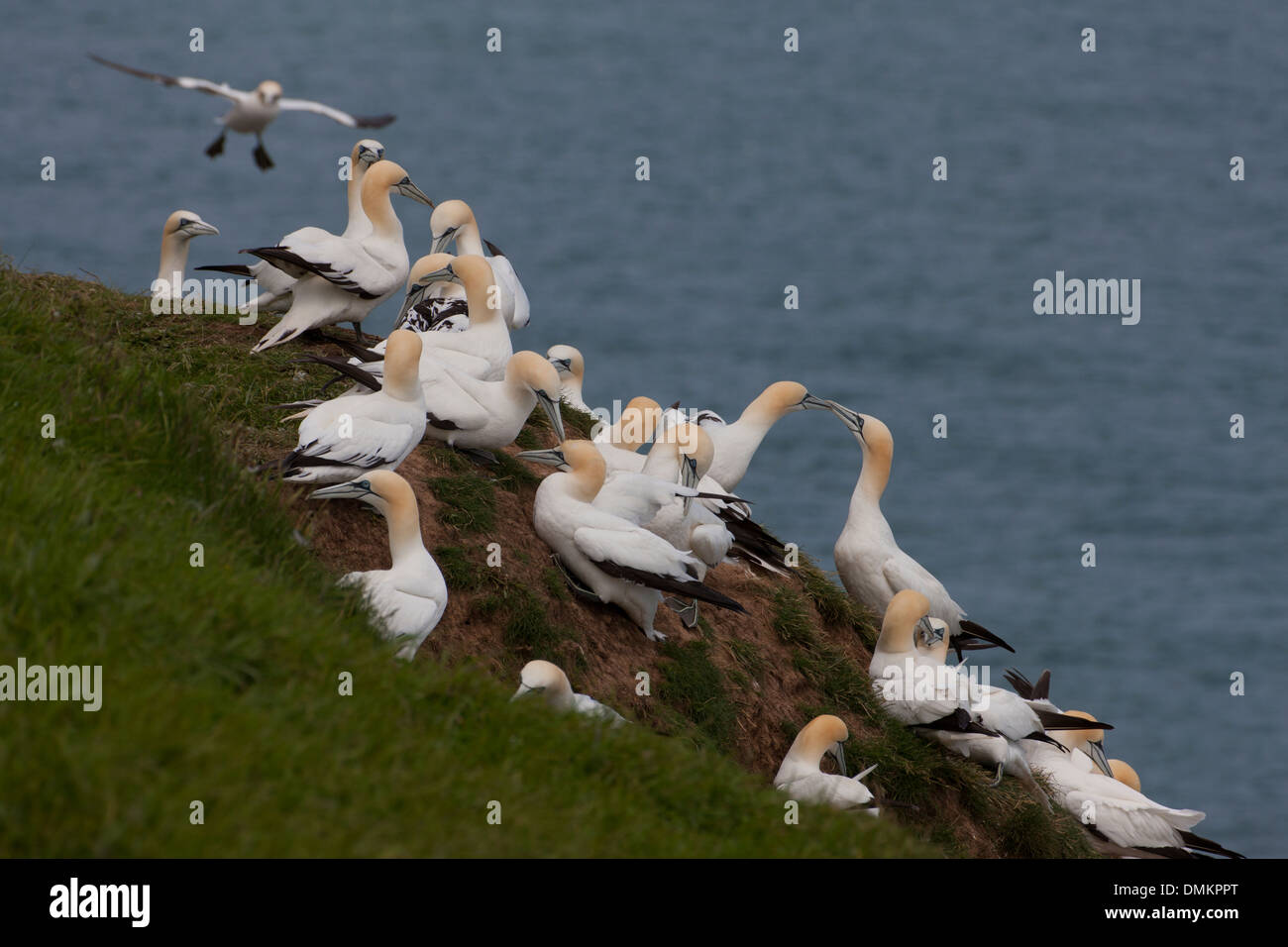 Flock of breeding gannets hi-res stock photography and images - Alamy