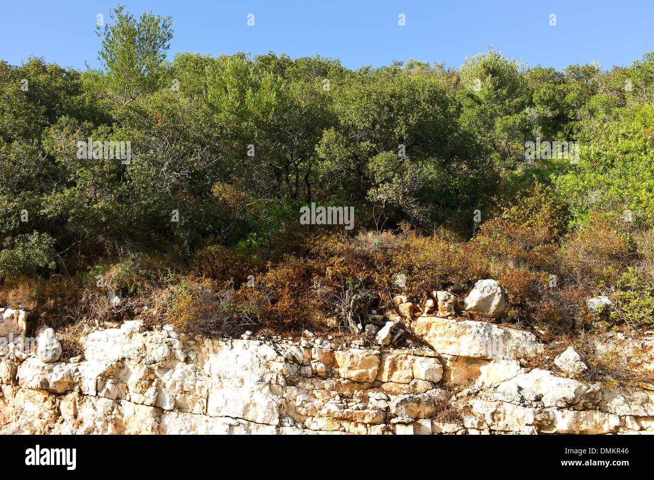 Dense mountainside vegetation near Matsoukata, Kefalonia, Greece Stock ...