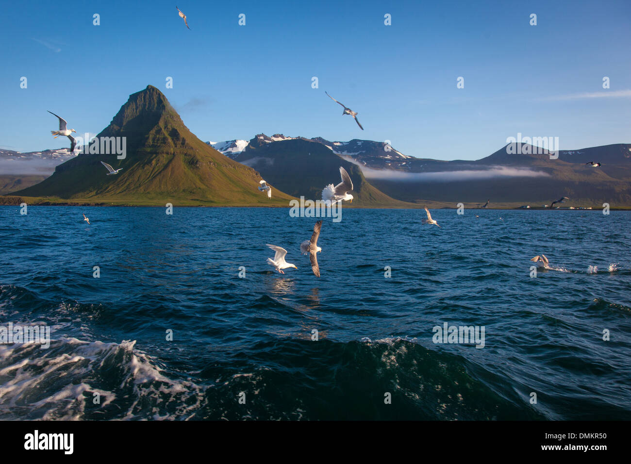 COLONY OF SEAGULLS FLYING ABOVE THE WATER WITH MOUNT KIRKJUFELL IN THE ...