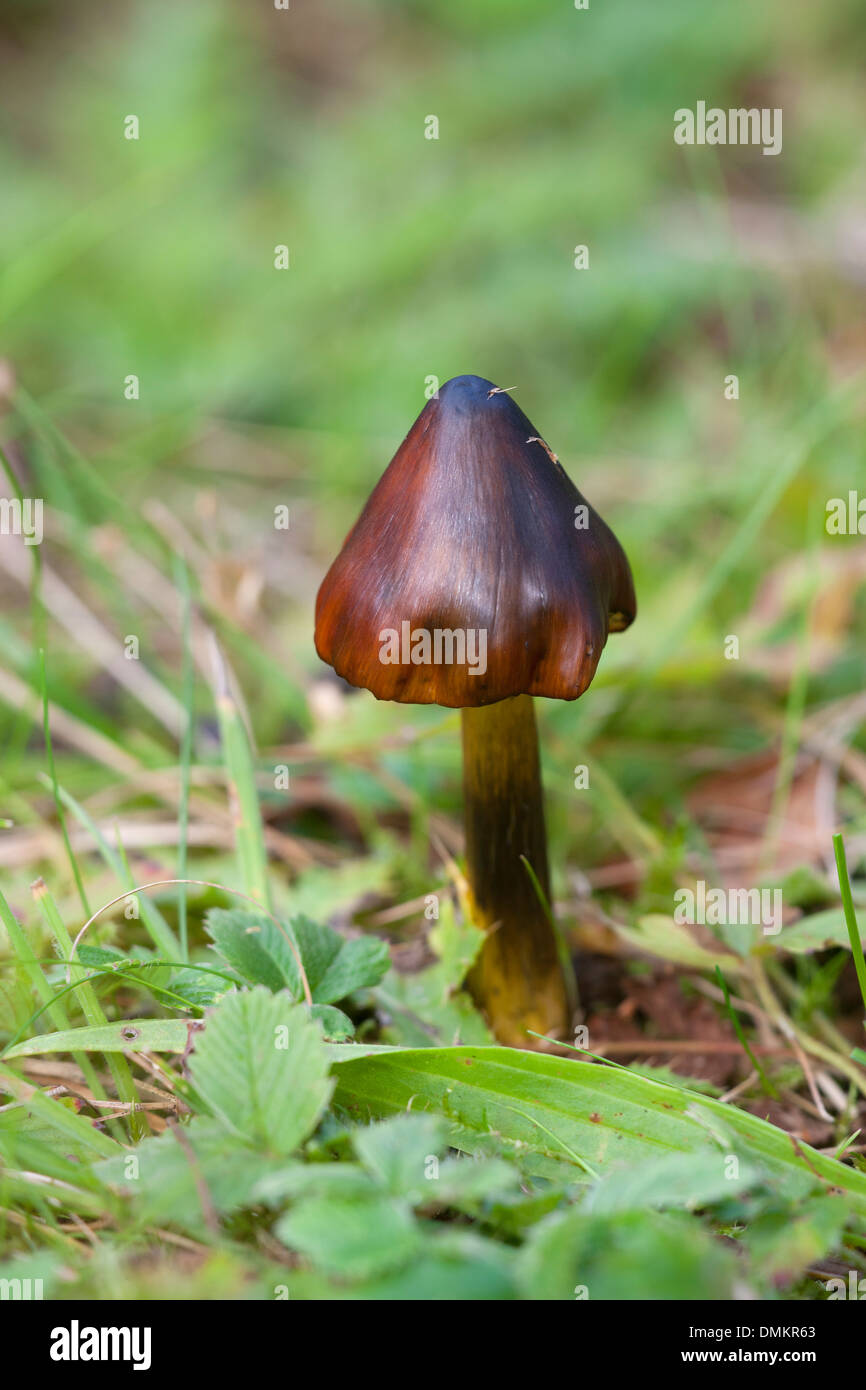 Wax Cap Fungi High Resolution Stock Photography and Images - Alamy