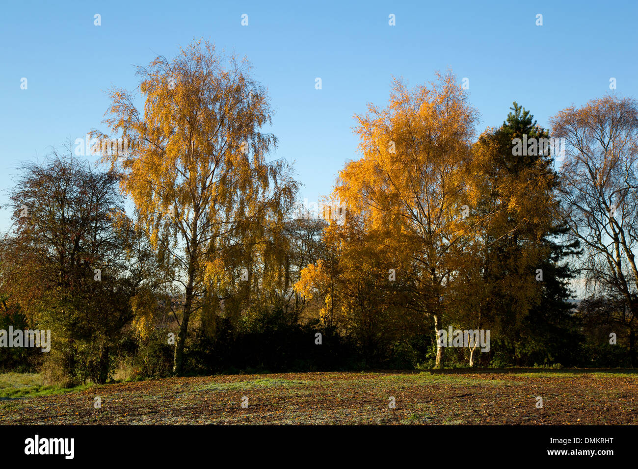 Autumn Silver Birch Betula pendula trees in hedge at Todwick Stock ...
