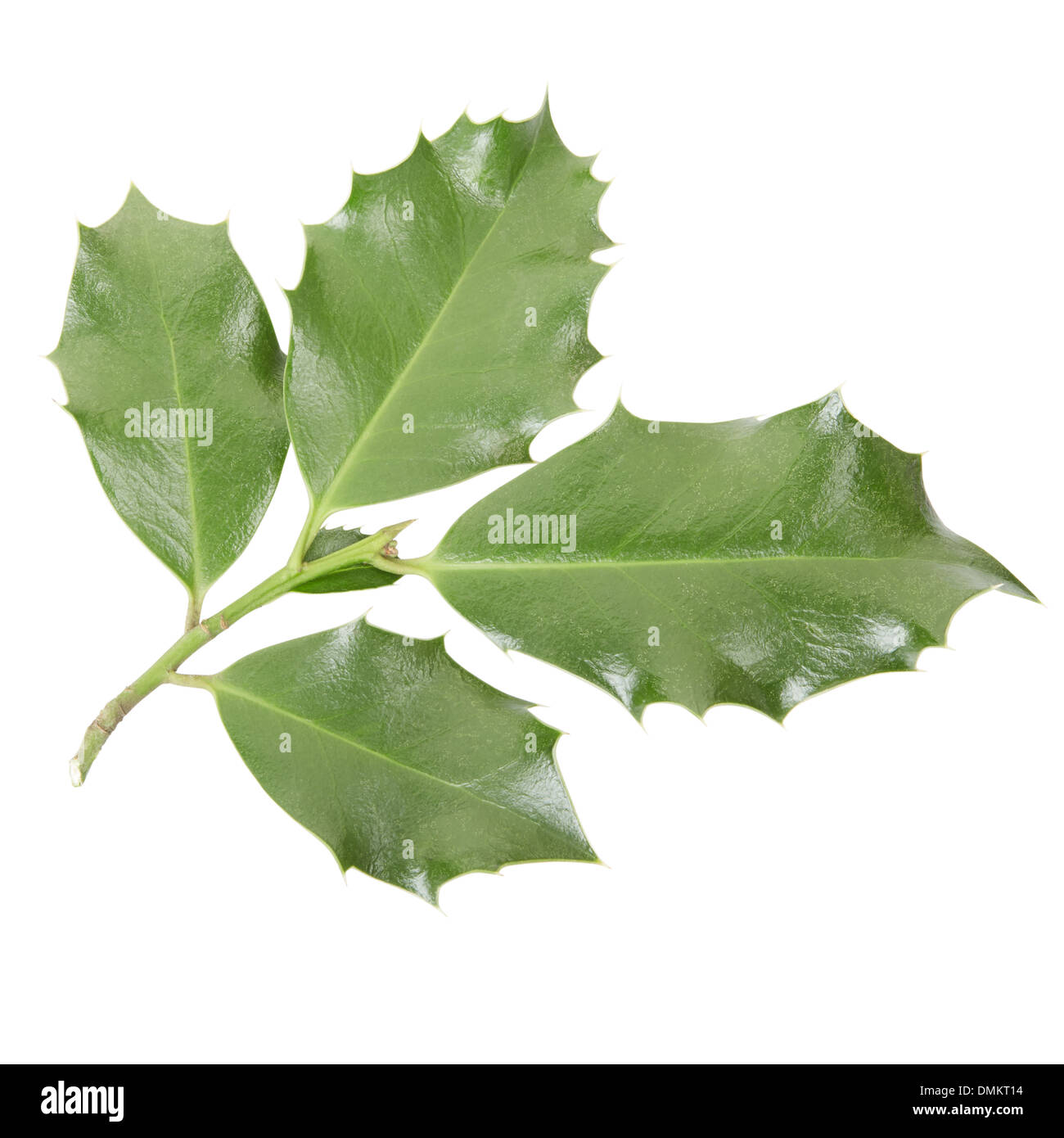 Holly twig hi-res stock photography and images - Alamy