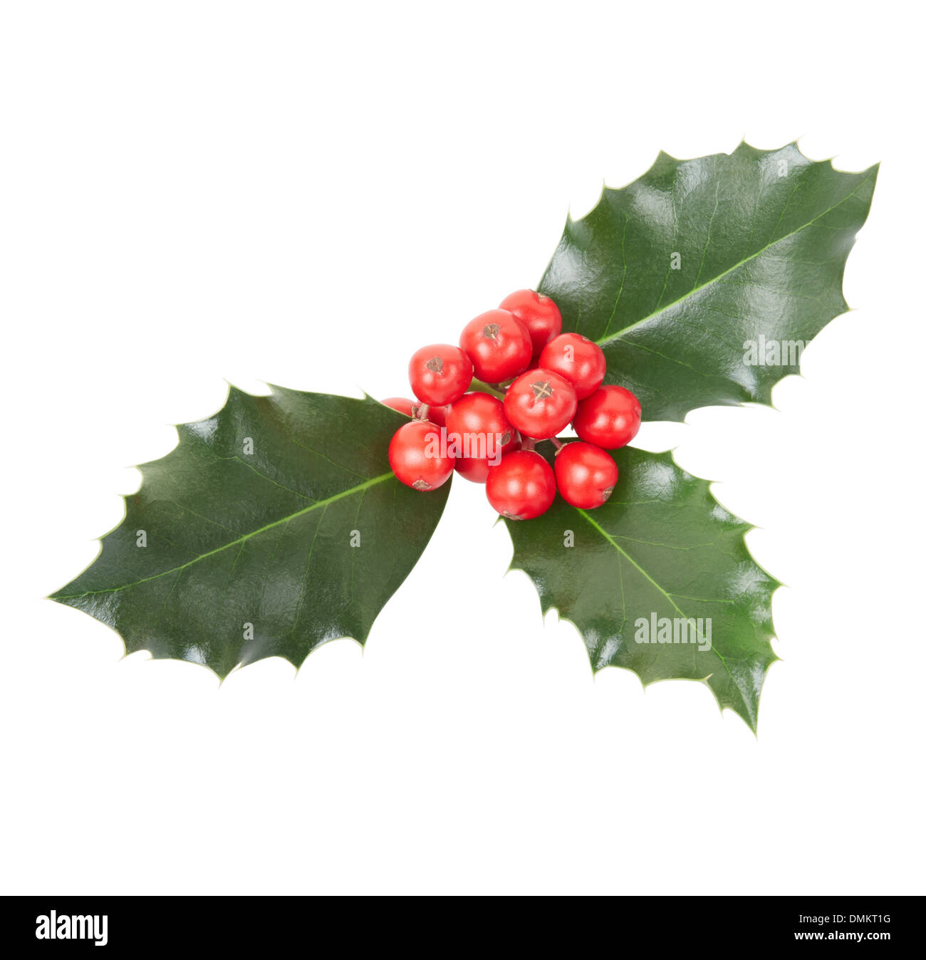 Holly, Christmas decoration Stock Photo - Alamy