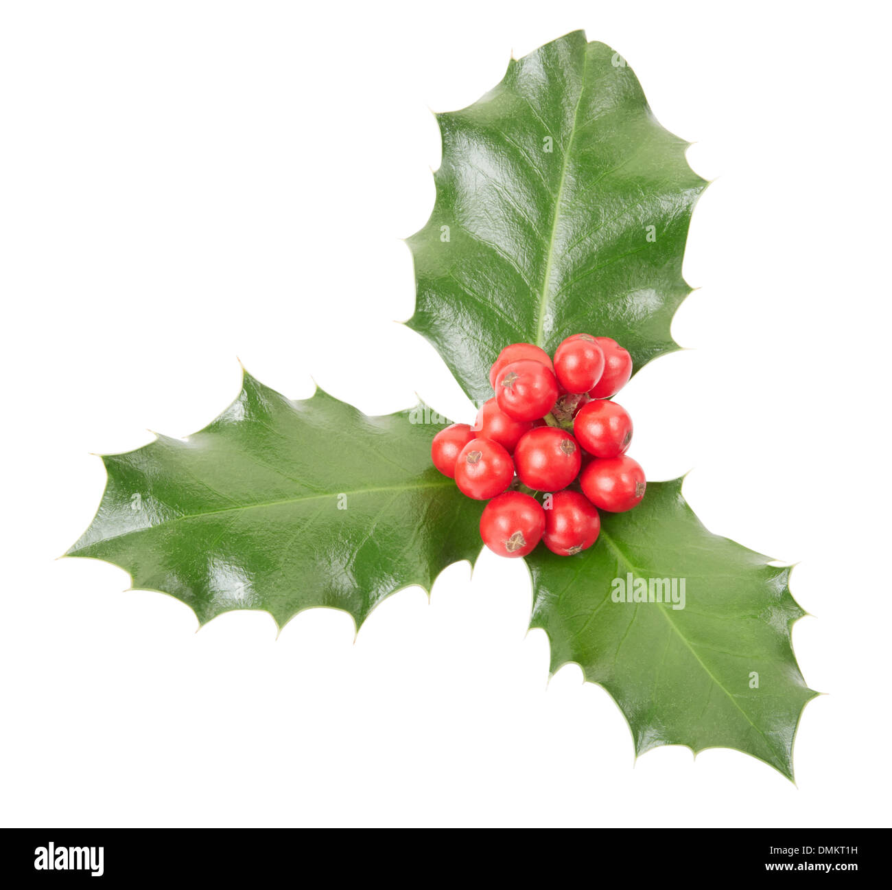 Christmas holly berry winter Cut Out Stock Images & Pictures - Alamy