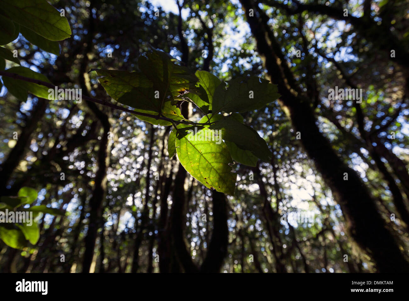 A humid subtropical forest hi-res stock photography and images - Alamy