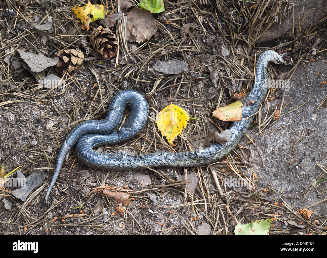 Old skin hi-res stock photography and images - Alamy