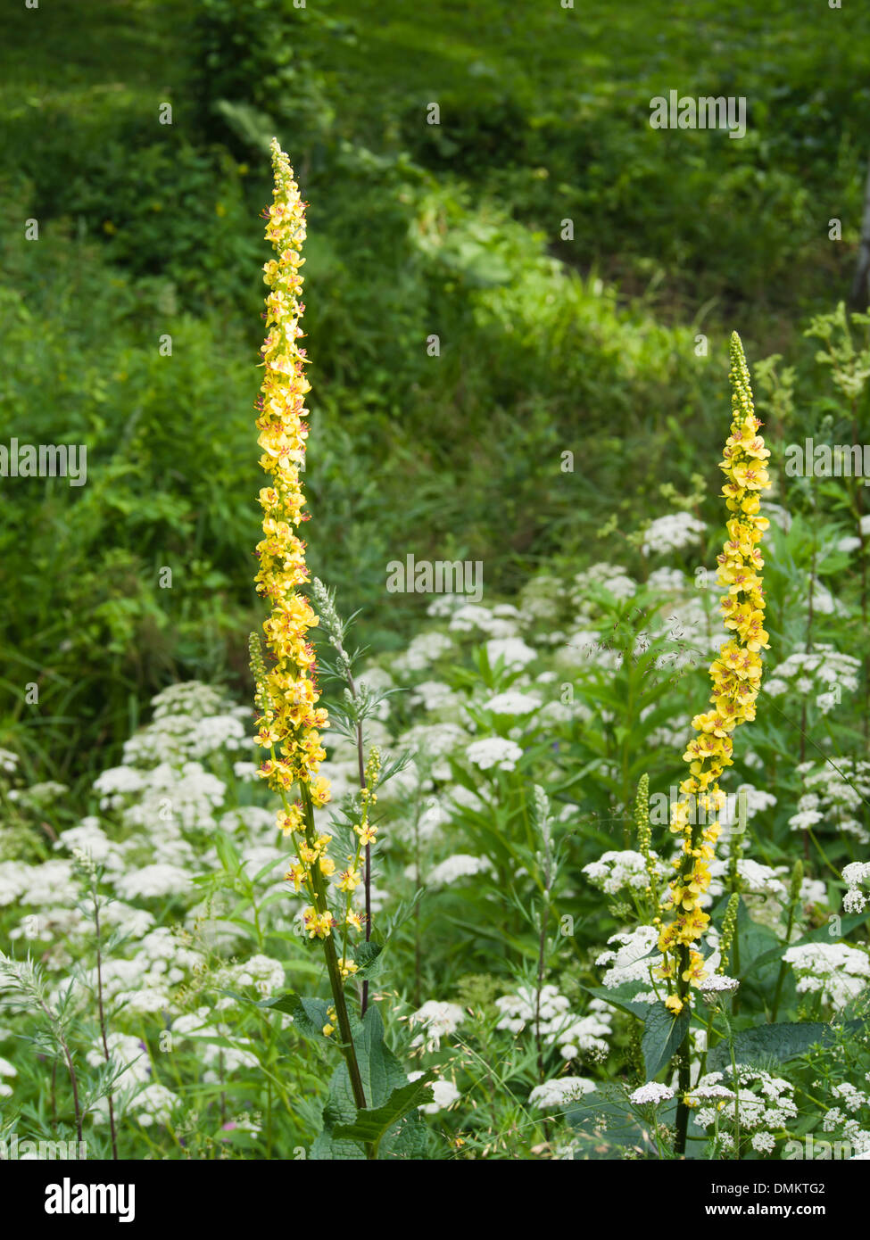 Verbascum nigrum, dark mullein, yellow flowers with green and white ...