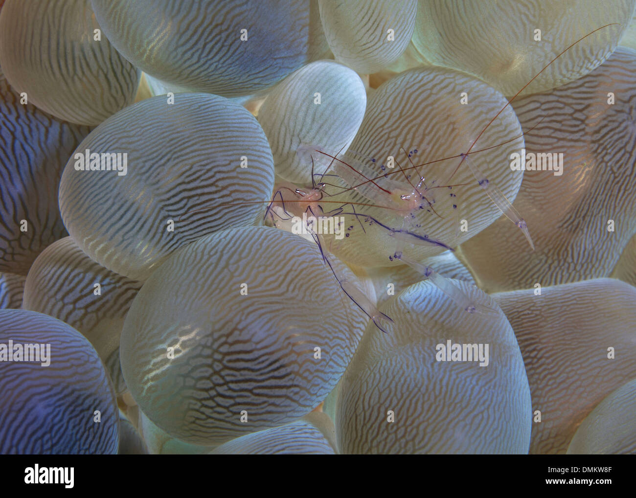 Ecosphere shrimp hi-res stock photography and images - Alamy