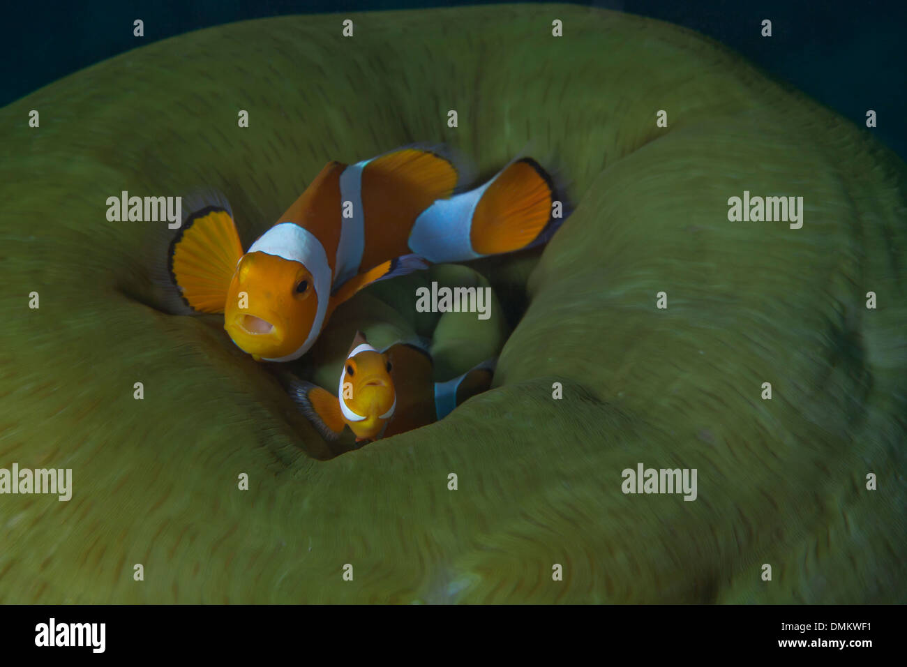 Two false clownfish (Amphiprion ocellaris) nestle in mouth of a folded ...