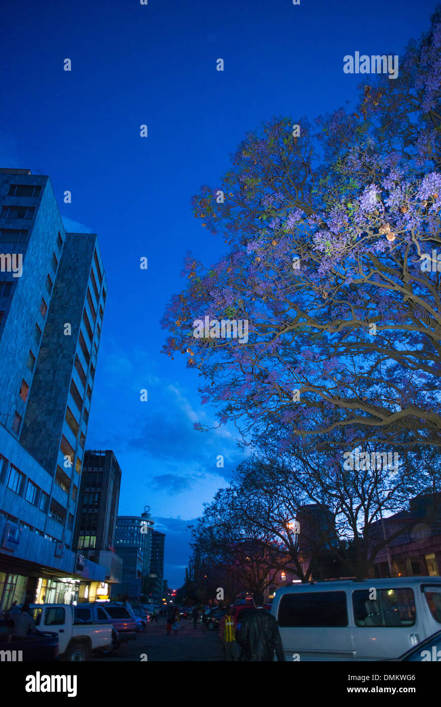 Ethiopia. Country of eternal spring, where jacaranda all in bloom Stock ...