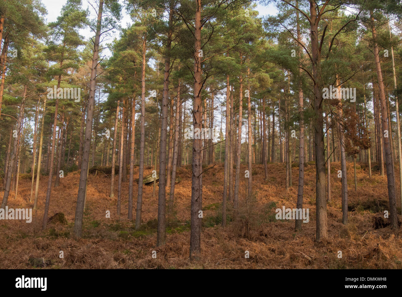 A photograph of a group of trees on a slope within a forest, just ...