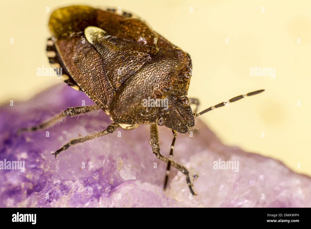 Insect Under Rock Stock Photos & Insect Under Rock Stock Images - Alamy