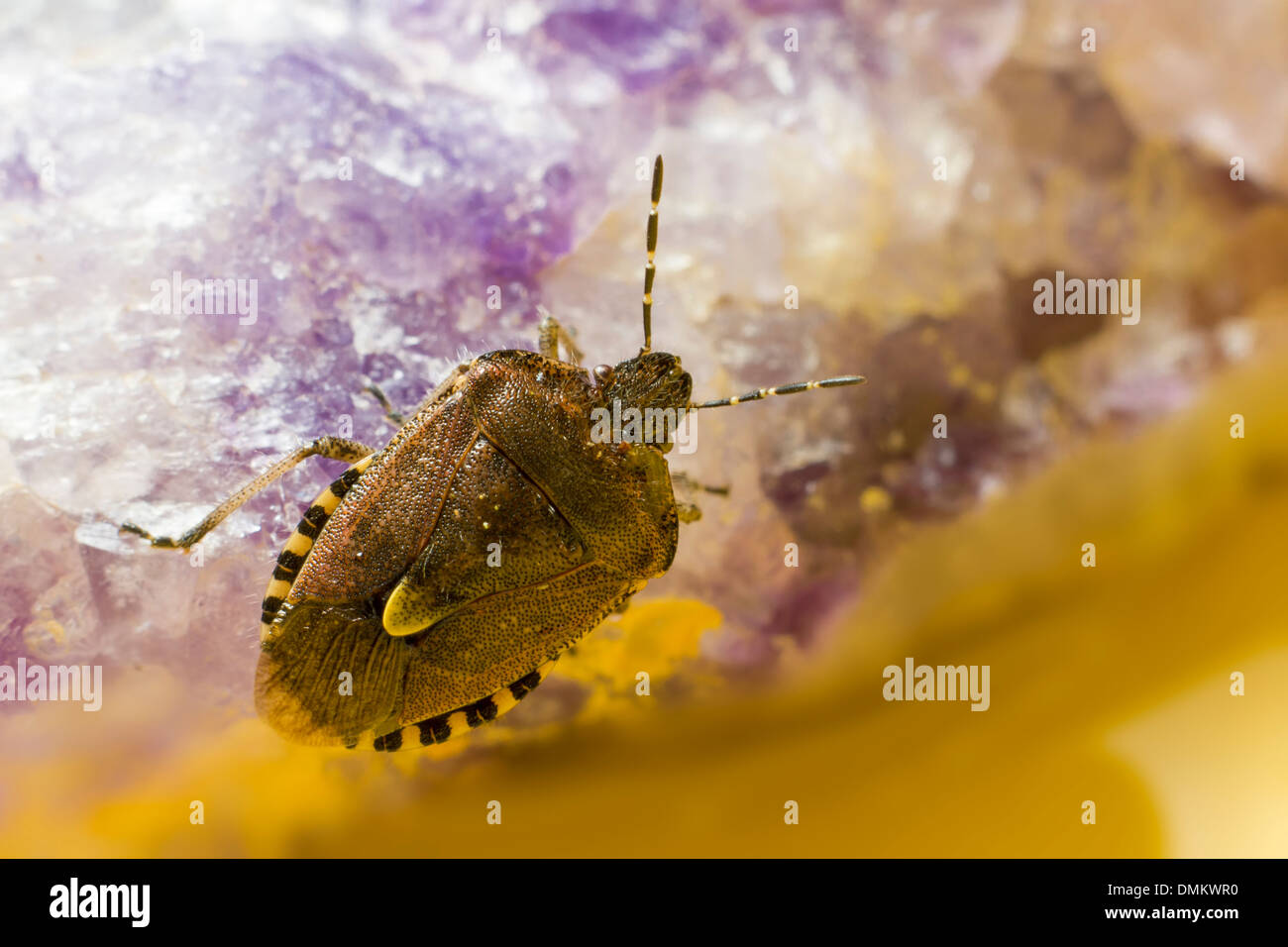 The dock bug (Coreus marginatus Stock Photo - Alamy