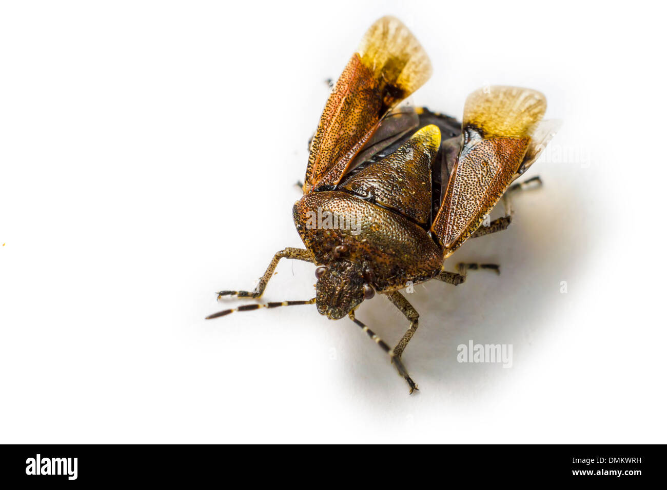 The dock bug (Coreus marginatus Stock Photo - Alamy