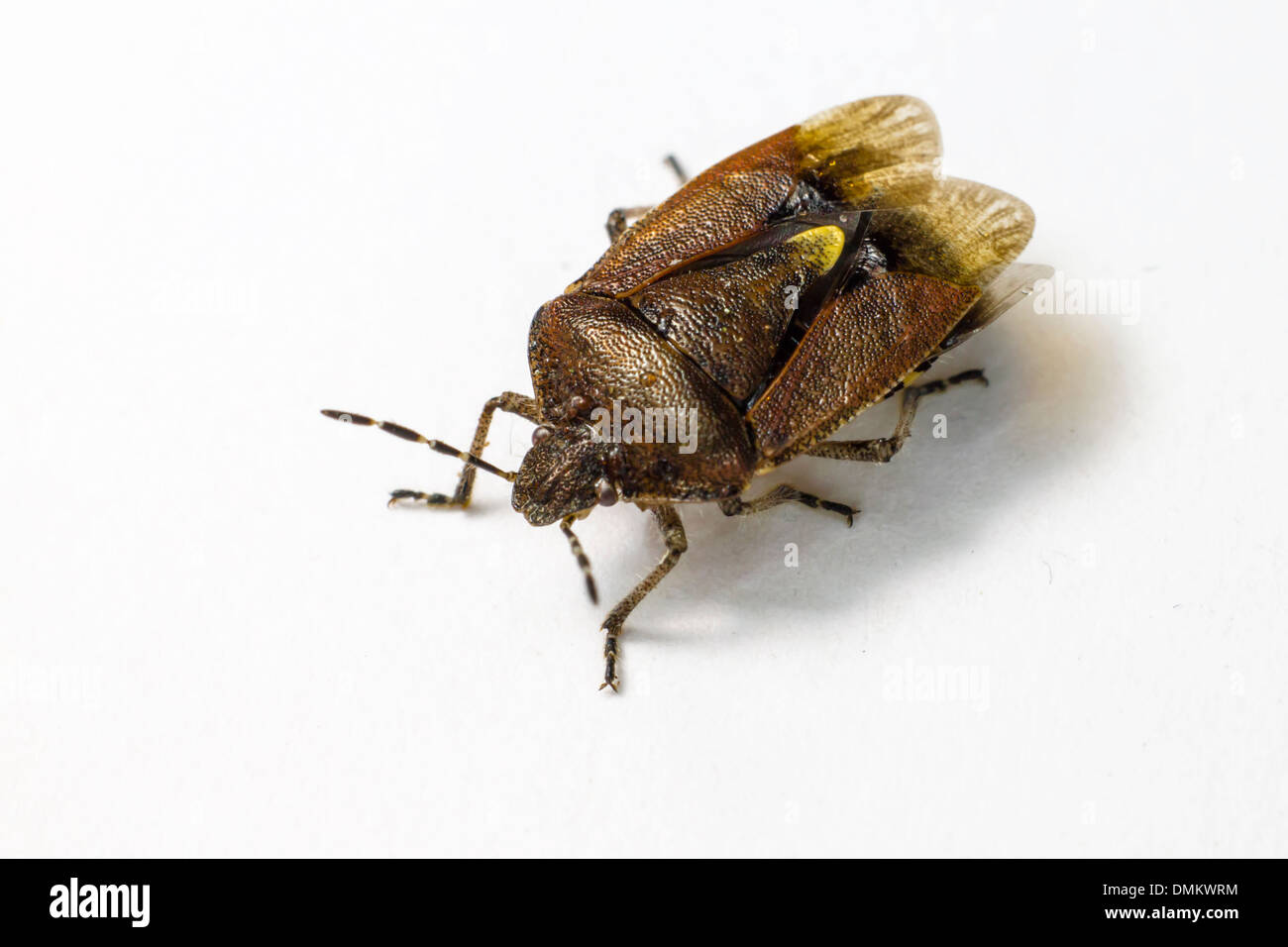 Insect under rock Cut Out Stock Images & Pictures - Alamy