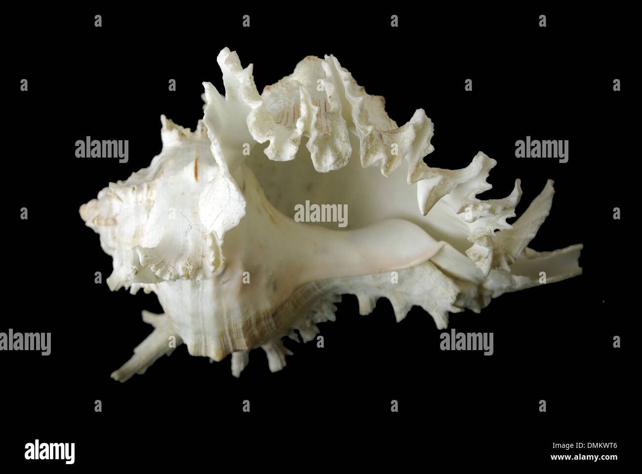 Scallop sea shell hi-res stock photography and images - Alamy