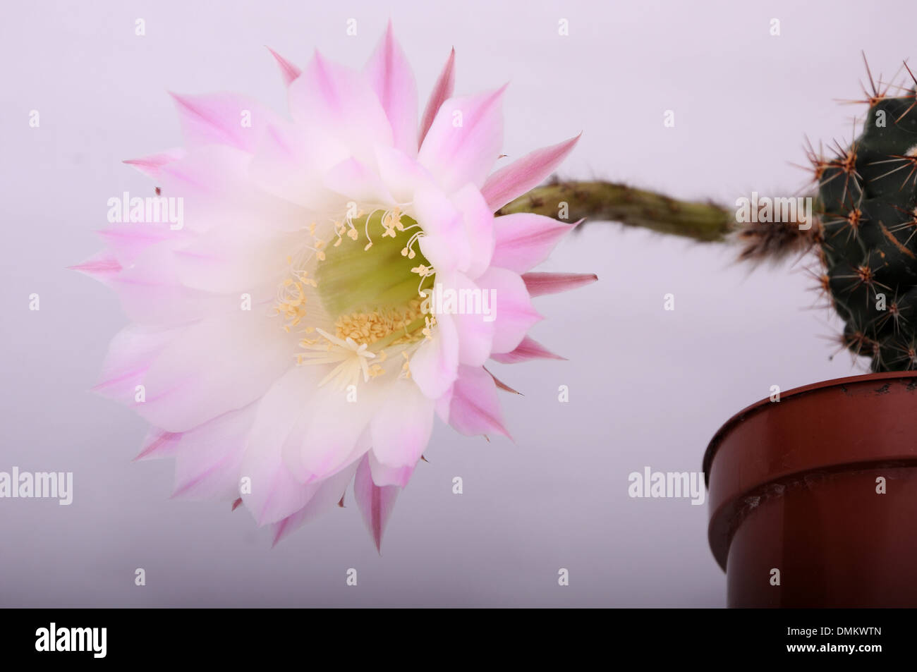 blooming flower of cactus in a pot Stock Photo - Alamy
