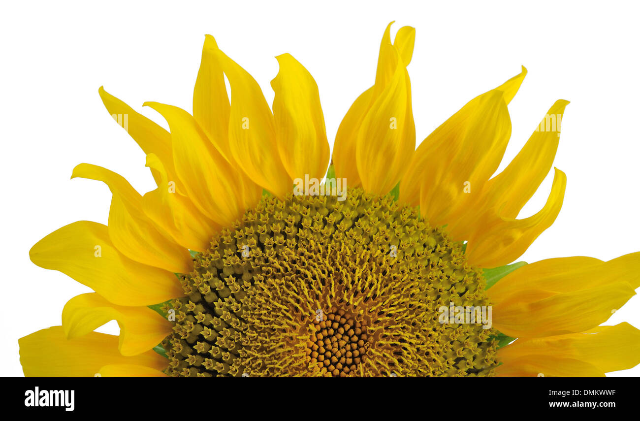 Half blooms hi-res stock photography and images - Alamy