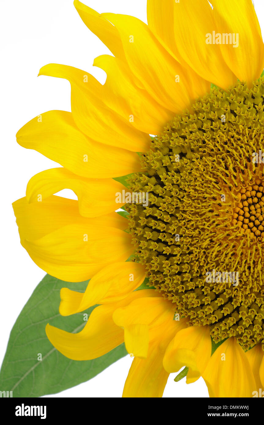 half of sunflower isolated Stock Photo - Alamy