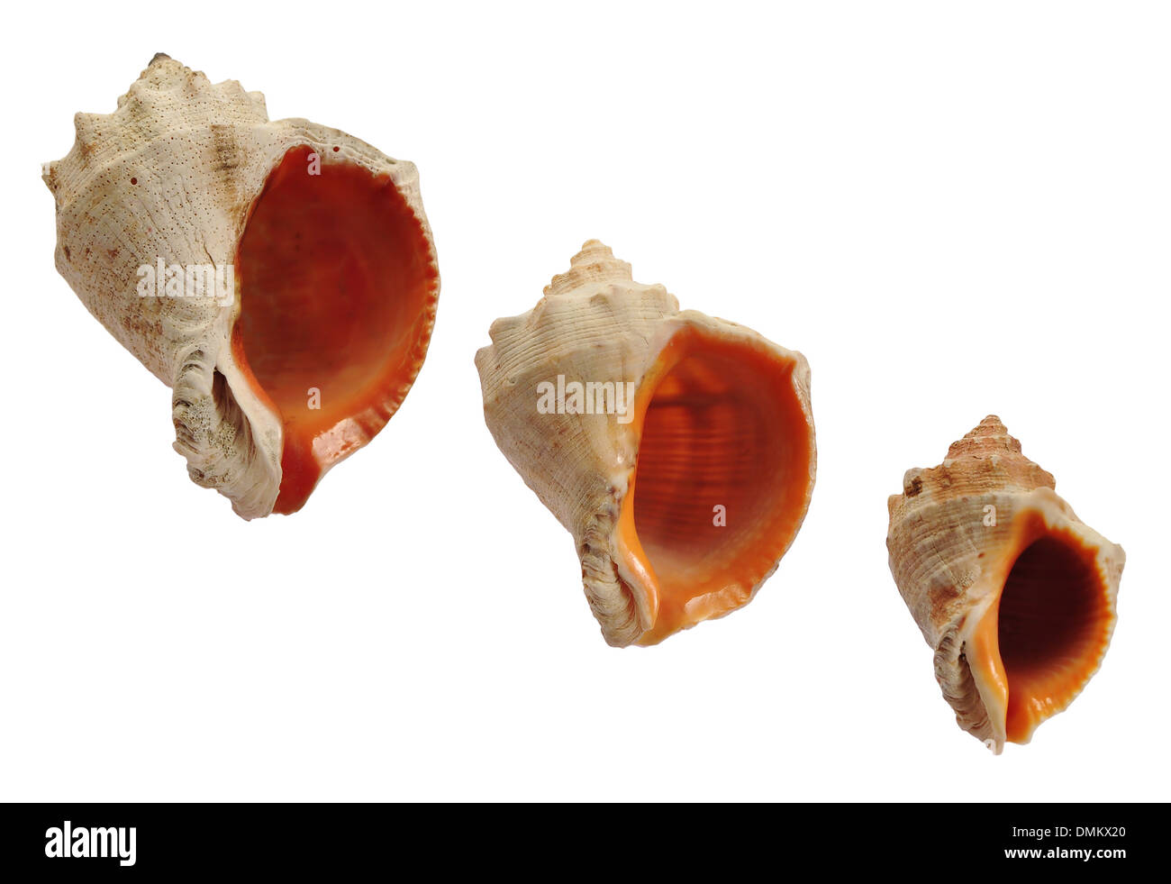 three different size shells isolated Stock Photo - Alamy