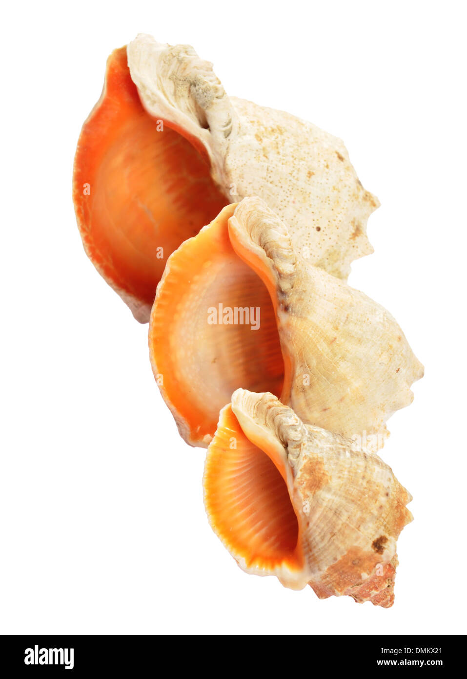 three shells overlaped isolated Stock Photo - Alamy